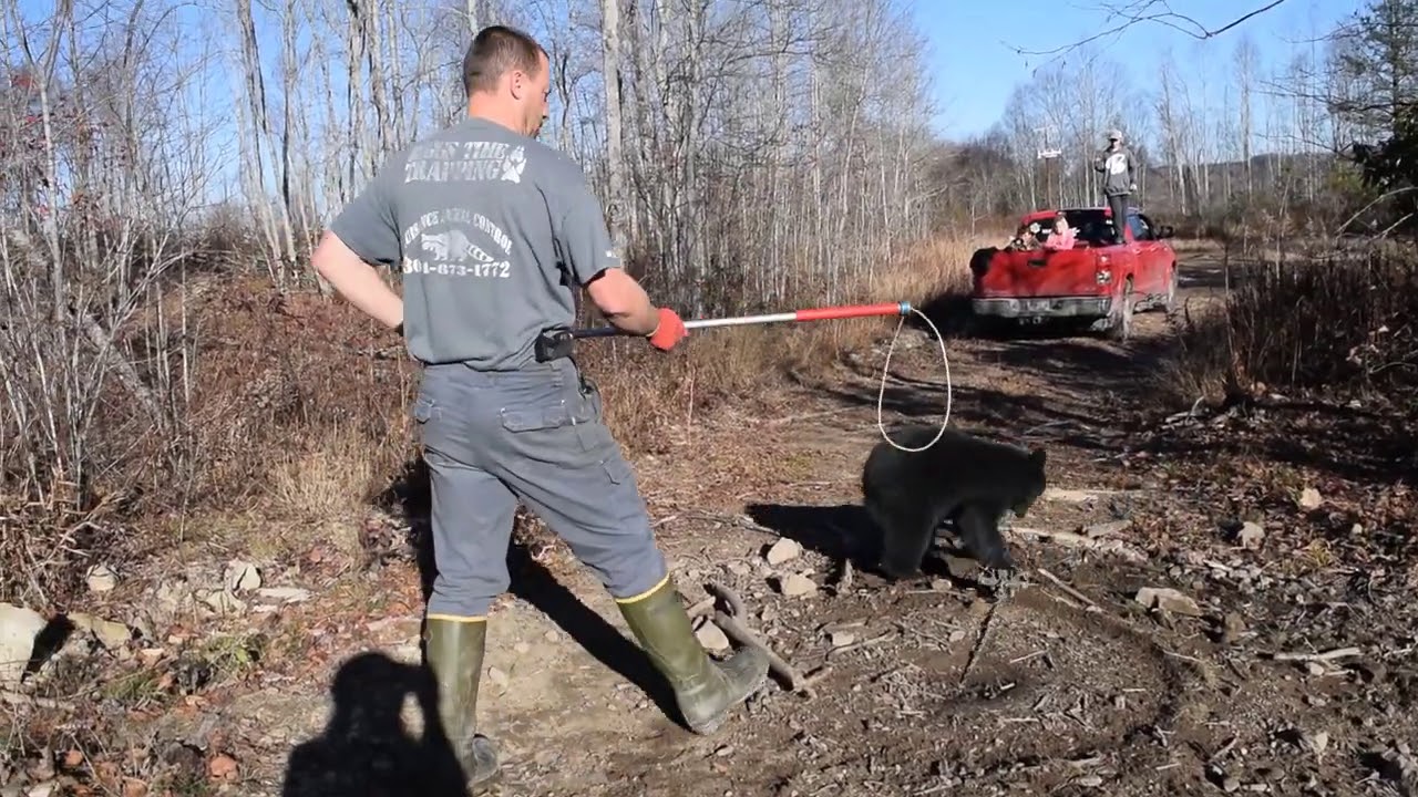 Small Black Bear Release - YouTube