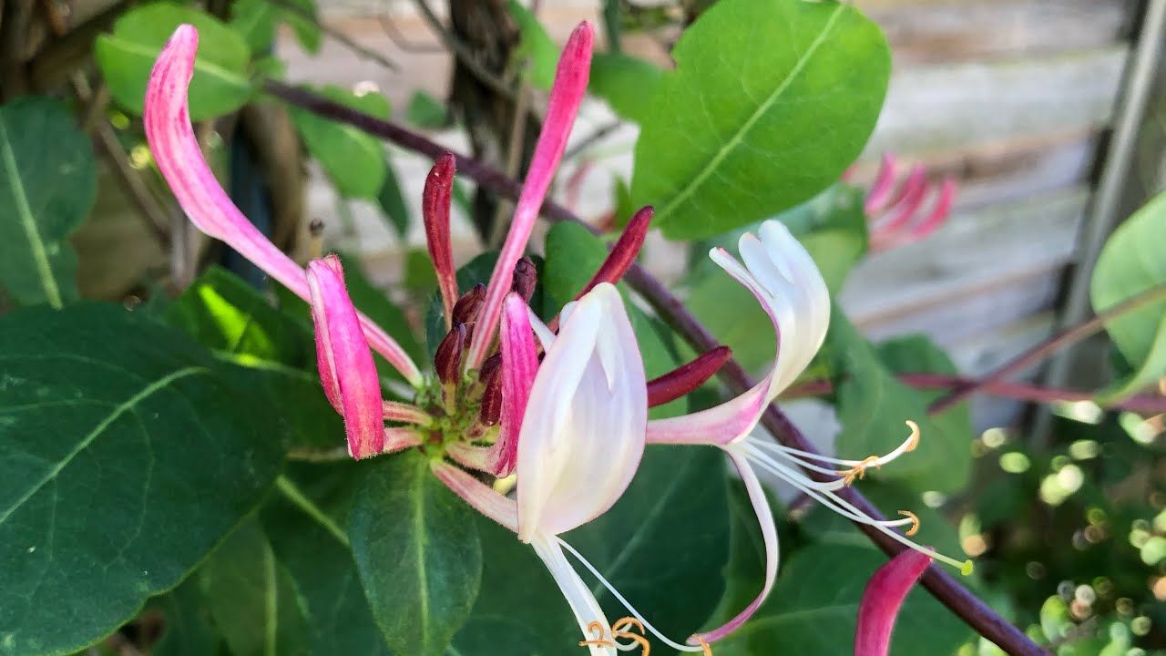 Easy climbing plant: Italian Honeysuckle - YouTube