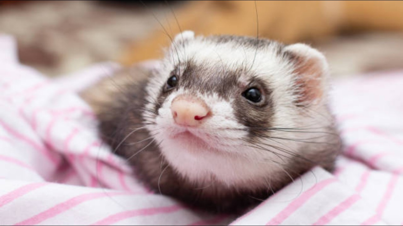 Funny And Cute Ferret Videos Compilation - YouTube