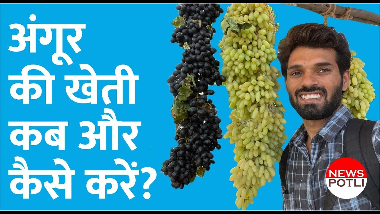 Amazing Grape Varieties for Indian Farmer || Angur ki kheti || द्राक्ष ...