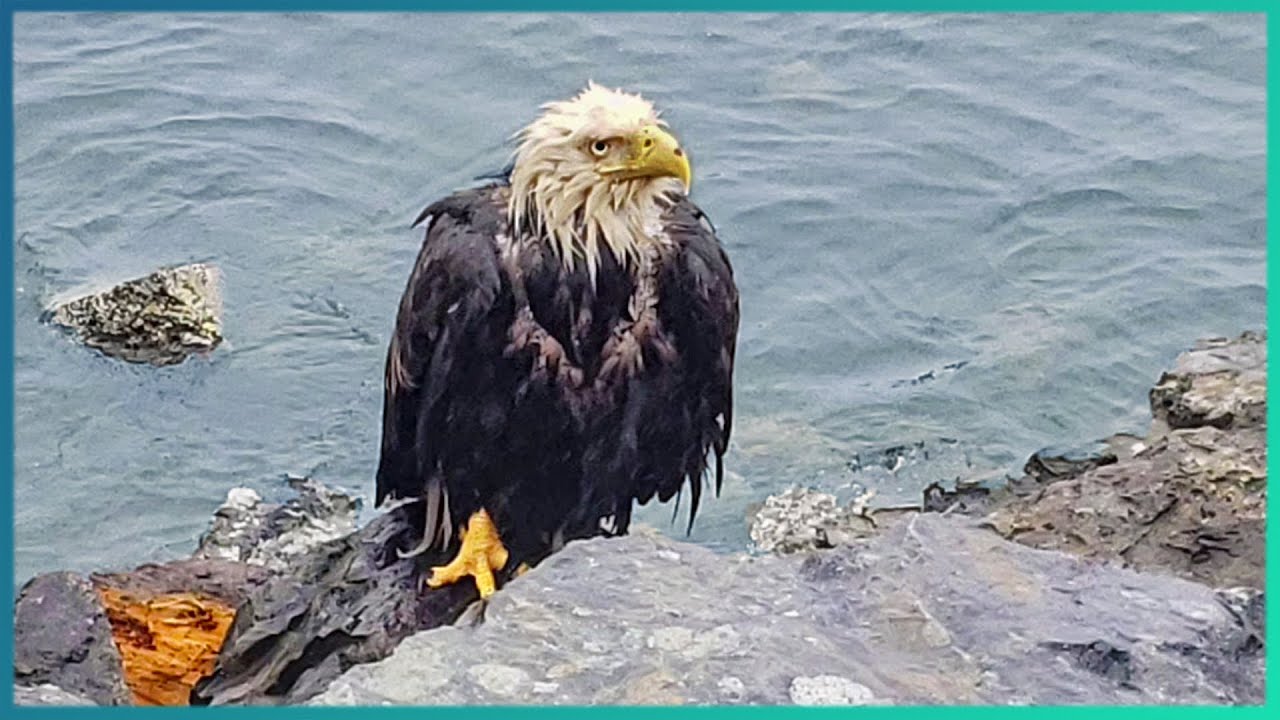 Animals That Asked People for Help & Kindness Ep 23 - YouTube