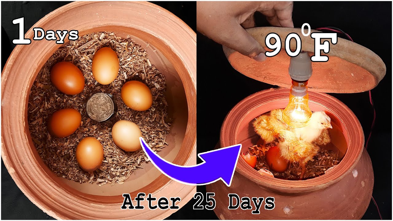 How to hatched baby chick form eggs in 25 days || Hatched in a pot ...