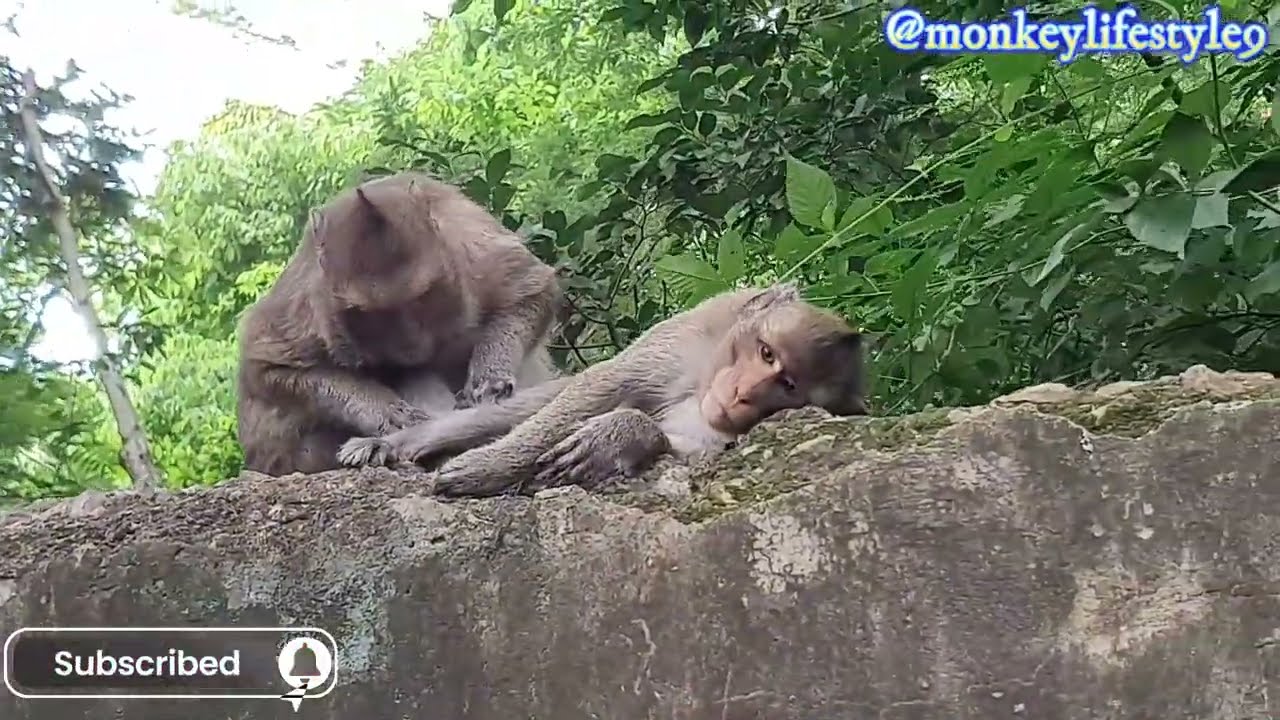 Nature Monkey KH – Real Jungle Life of Wild Monkeys #monkey #monkeyvideo #mountains #forest # ...