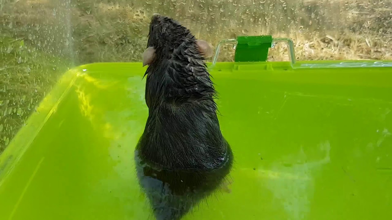 Rat takes a bath, cute rats - rat in bath - YouTube