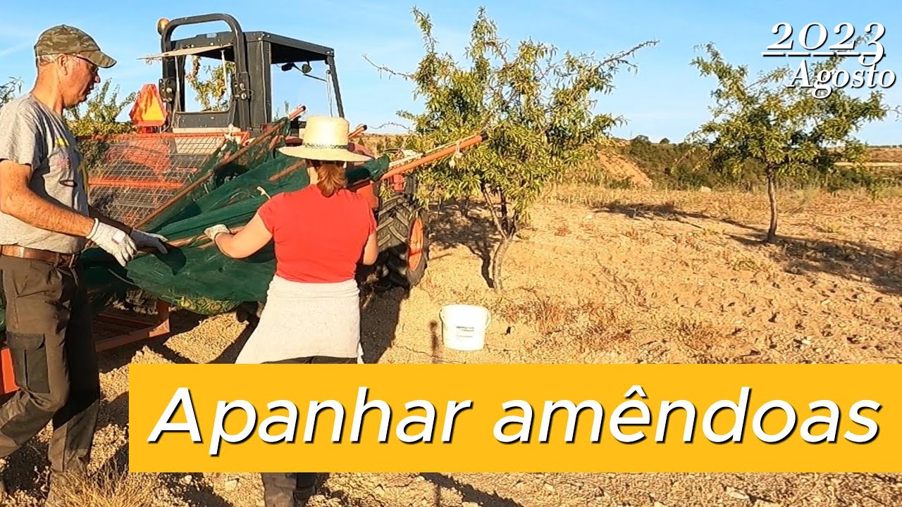 Apanha de amêndoas - YouTube