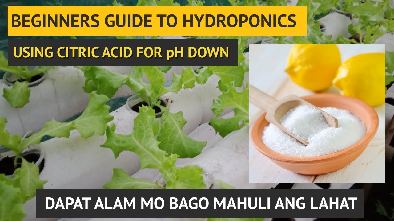 How to Grow Lettuce, a Beginner's Guide to Hydroponics Using Citric ...