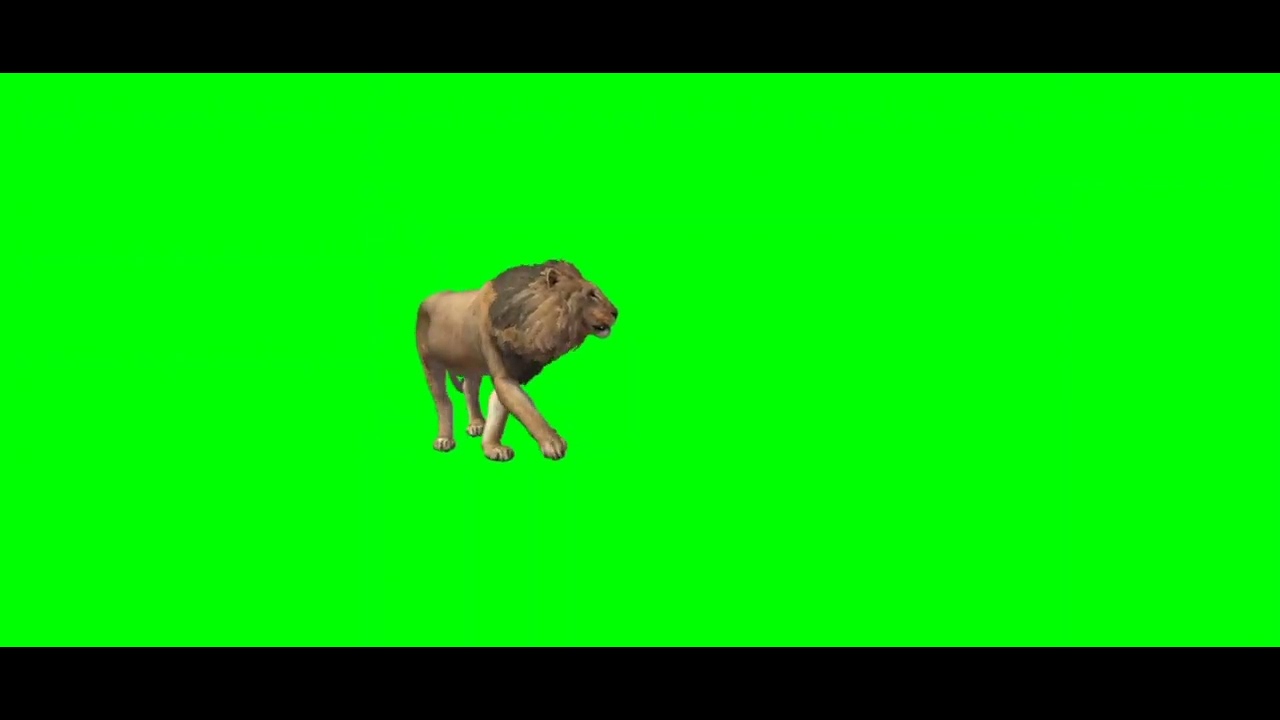 lion walk slow left green screen video part 2 - YouTube