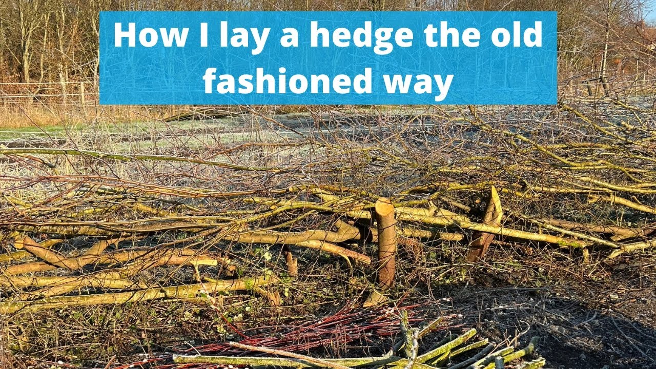 How I lay a hedge the old fashioned way. - YouTube