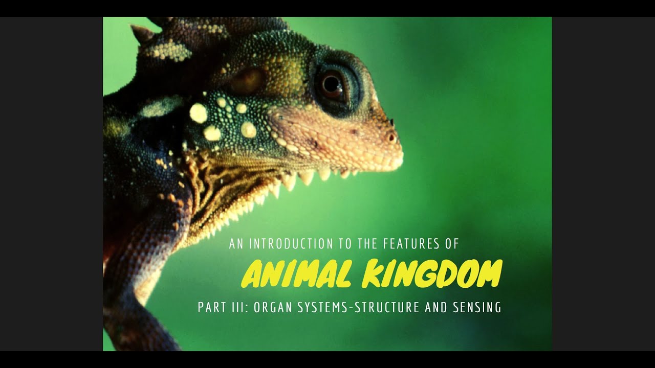 Part III: Animal Kingdom | Organ Systems: Structure & Sensing | Zoology ...