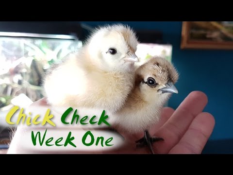 Baby Chickens - Week 1 - YouTube