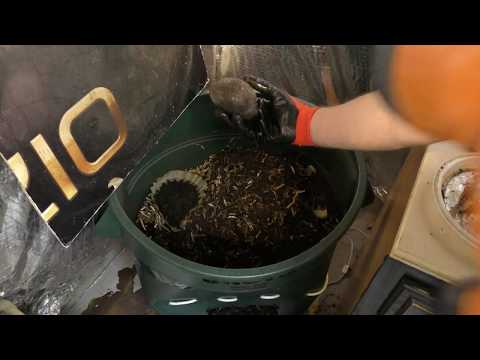 Can You Compost Avocado Shells