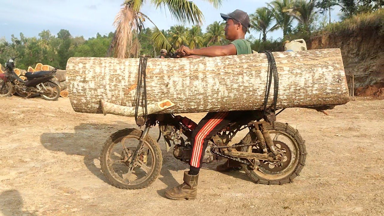 the extraordinary skills of the logging motorbike taxi carrying large ...