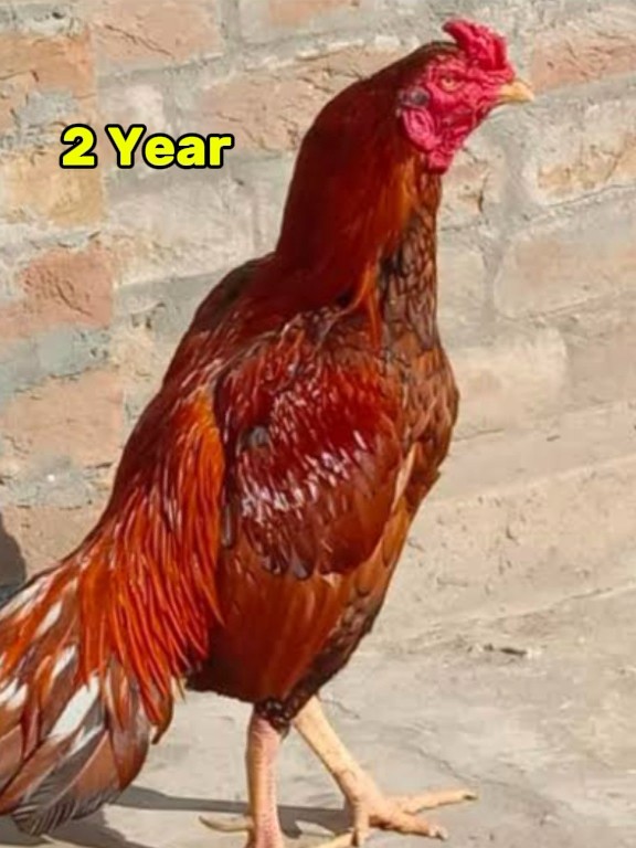 Aseel Murga🔥 #aseelmurga #allpetloversaseel #rooster #ballad # ...