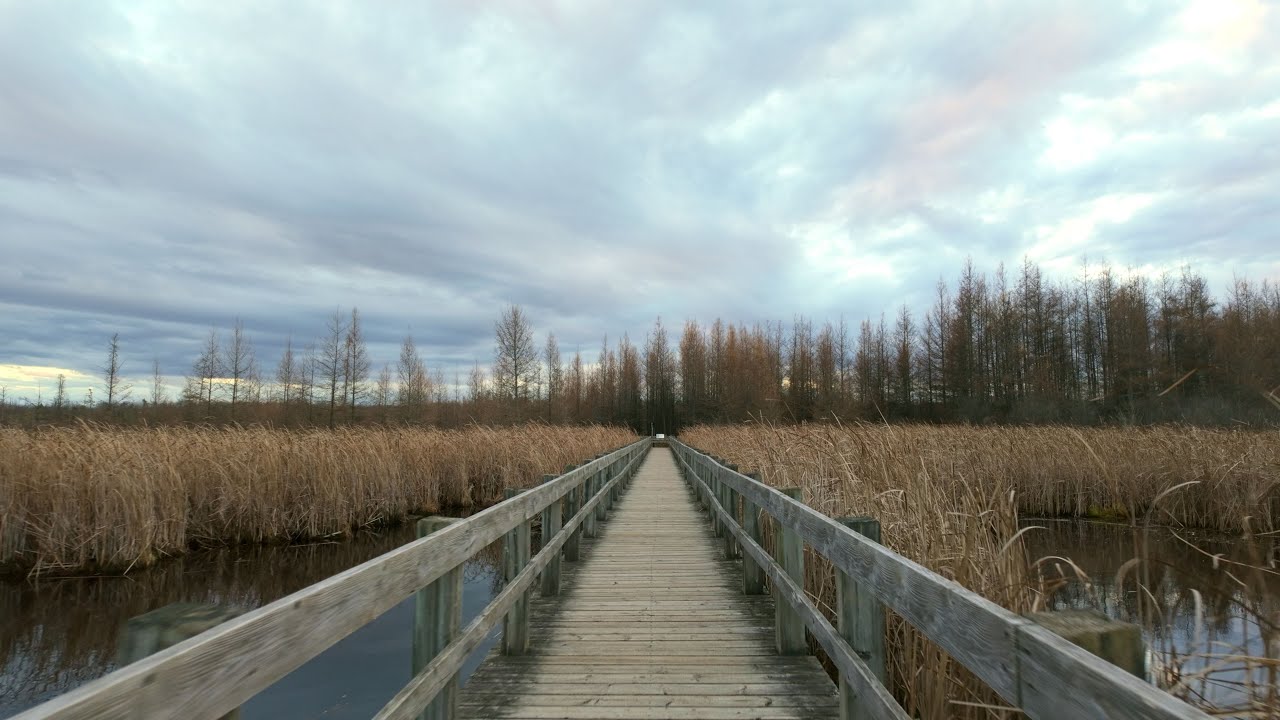 Autumn Sunset Walk _ Mer Bleue Bog _ Boardwalk _ 4K ASMR _ Virtual Tour ...