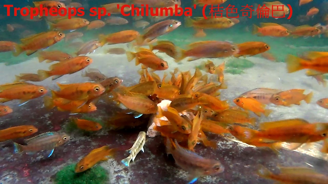 Tropheops sp.' Chilumba' (桔色奇倫巴) - YouTube