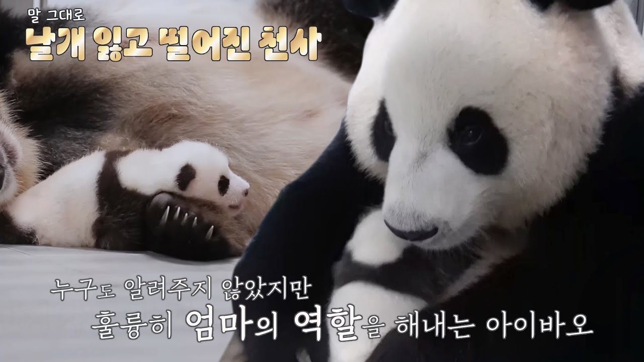 ‘초보 엄마 아이바오 정성스레 ‘아기 푸바오를 핥는 이유 푸바오와할부지 Sbsenter Youtube