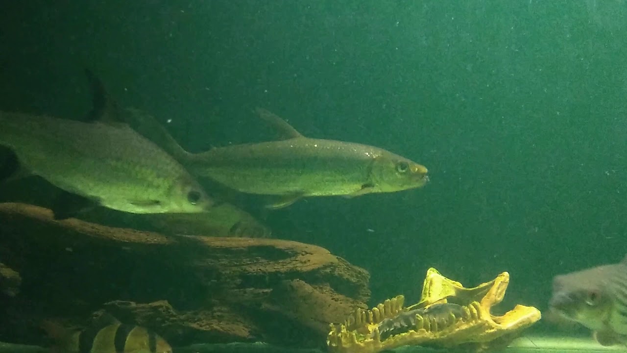 Goliath Tigerfish Ikan favorit saya - YouTube