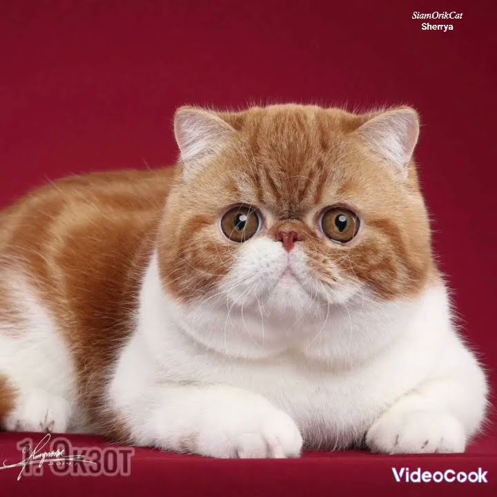 3 самых красивых пород кошек и 3 самых некрасивых пород кошек Cat