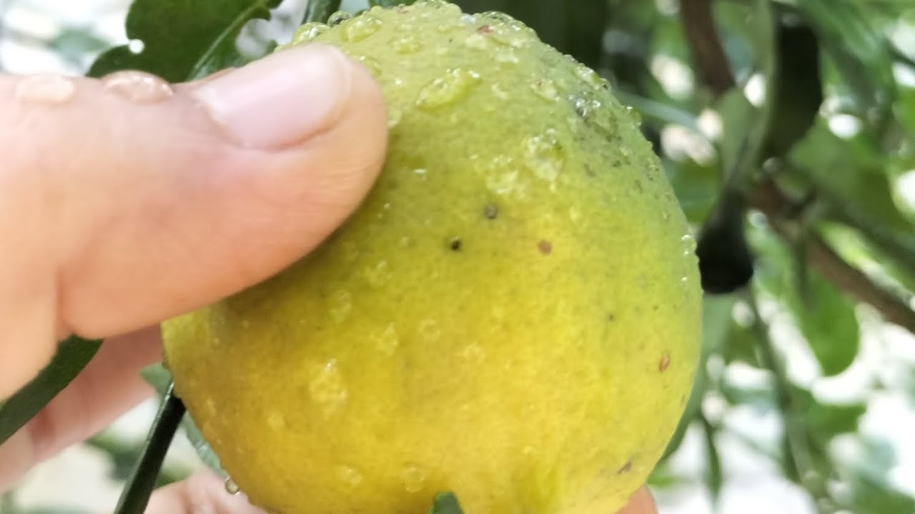 Nibu ka khatta mitha achar/simple recipe Nibu ke achar ki/Very easy ...