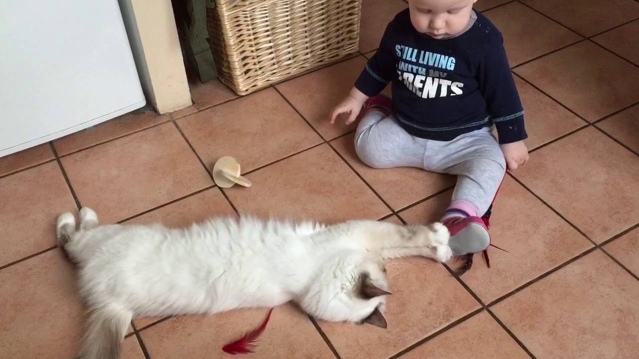 baby and saint birman cat playing - YouTube
