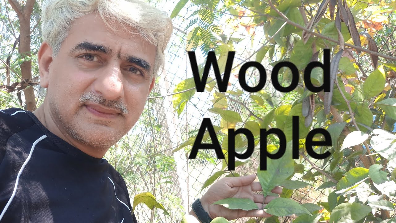 Wood Apple in my Farm House - Bael Fruit - Save Nature - Brigadier Ka ...