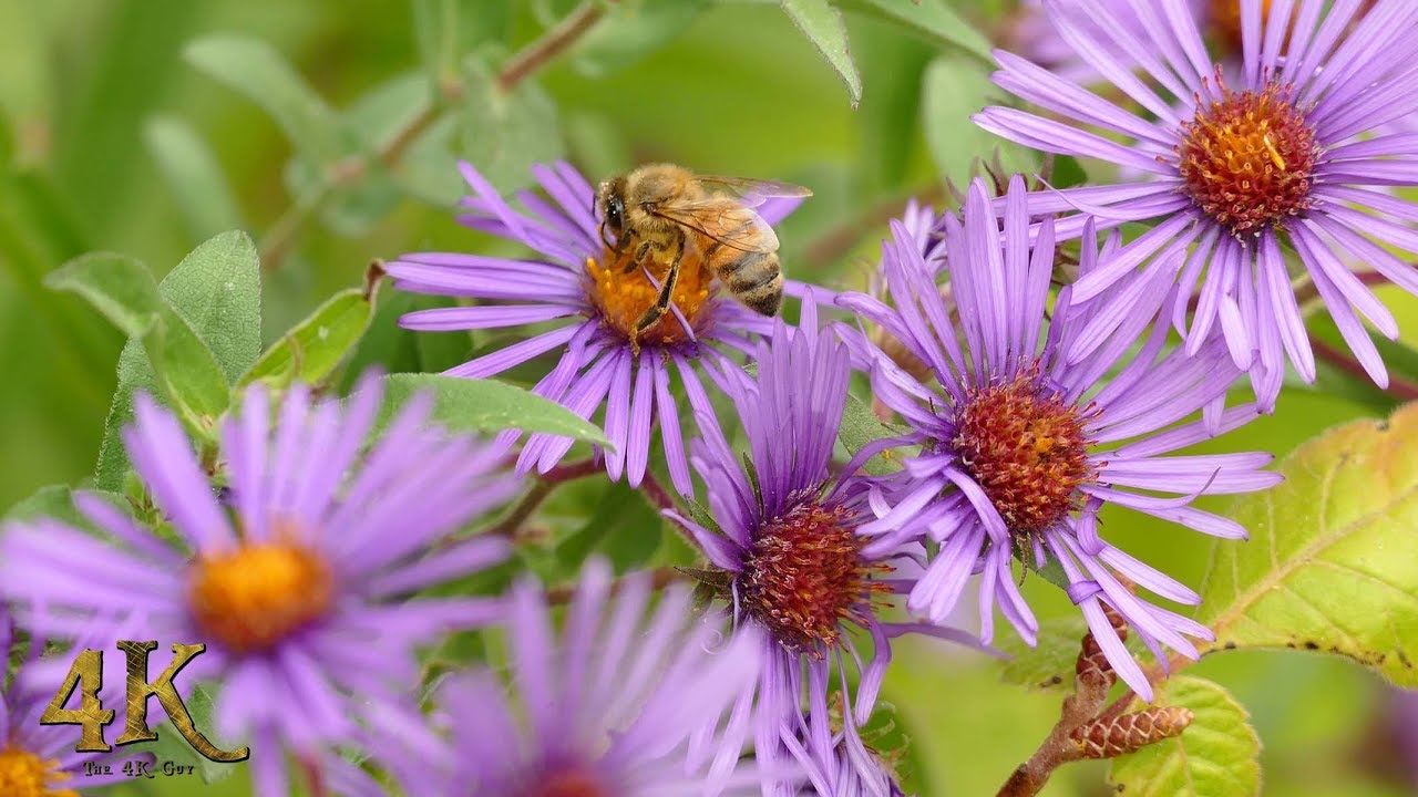 One hour 4K footage of August nature and wildlife in Canada - YouTube
