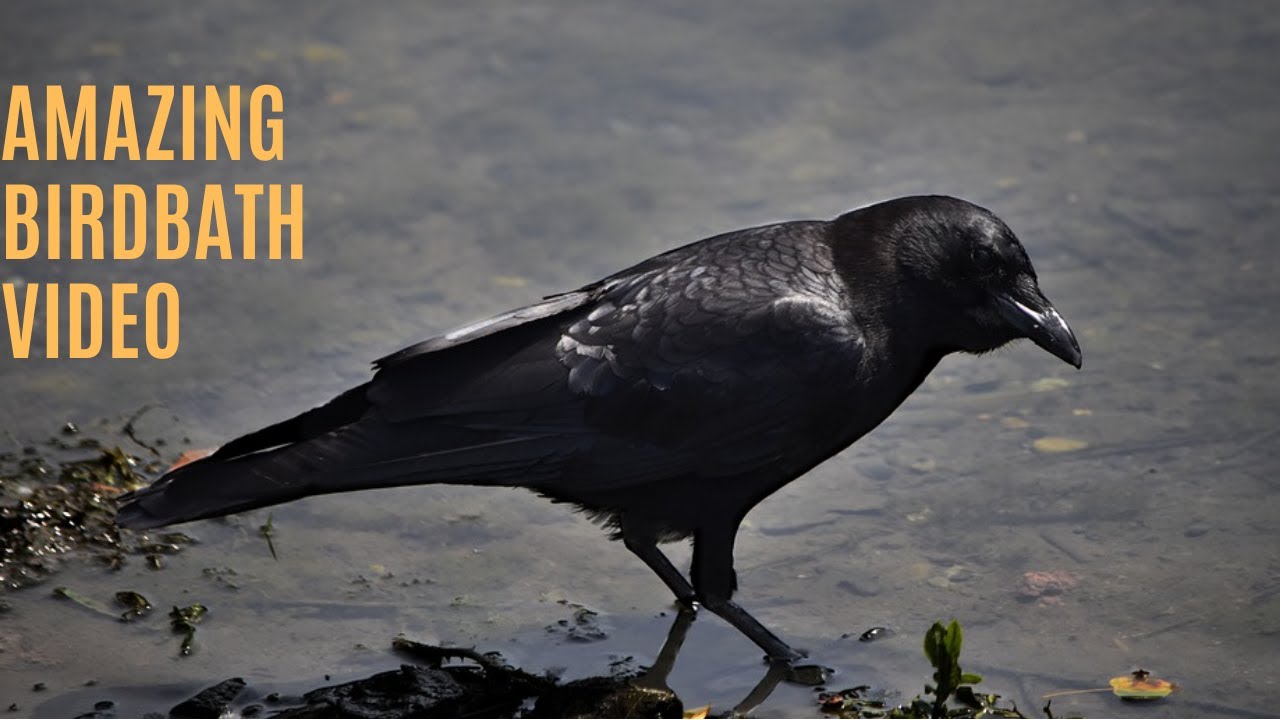Crows Playing And Taking Bath | Amazing Birdbath Video - YouTube