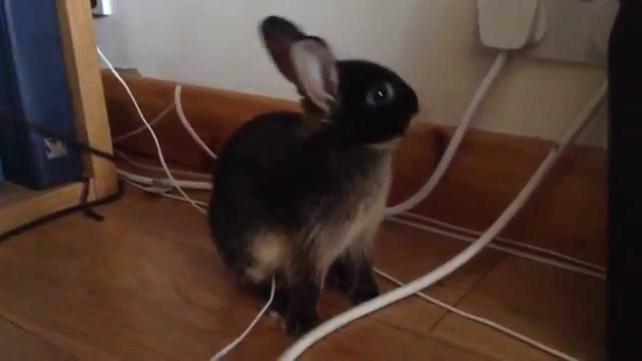 Chubby rabbit's fat fluffy belly (Fluffington) - YouTube
