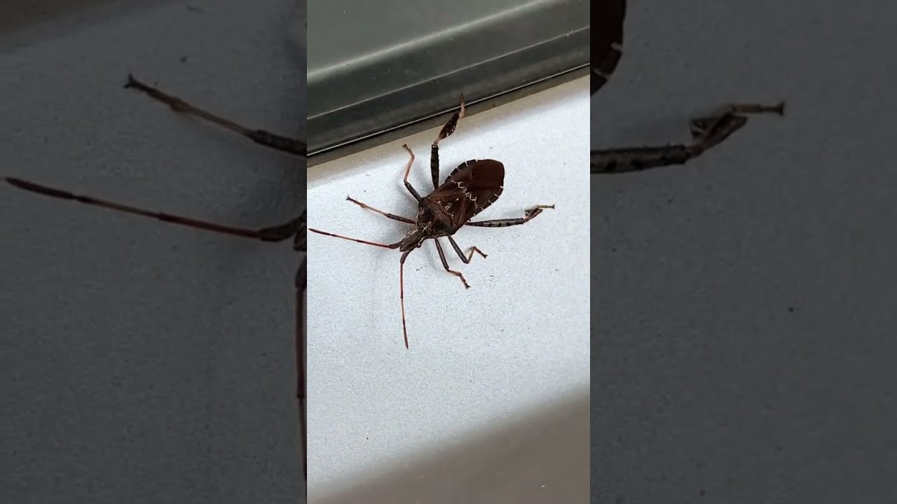 Vampire bug 🧛‍♂️🐞 - YouTube