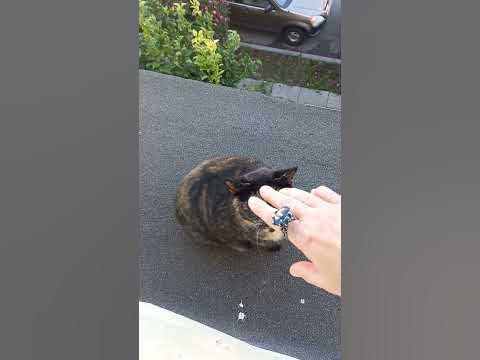 #кот #бегемот )(2) - YouTube