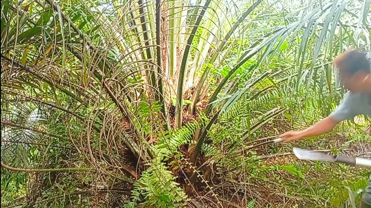 kejar biar cepat gajian - YouTube