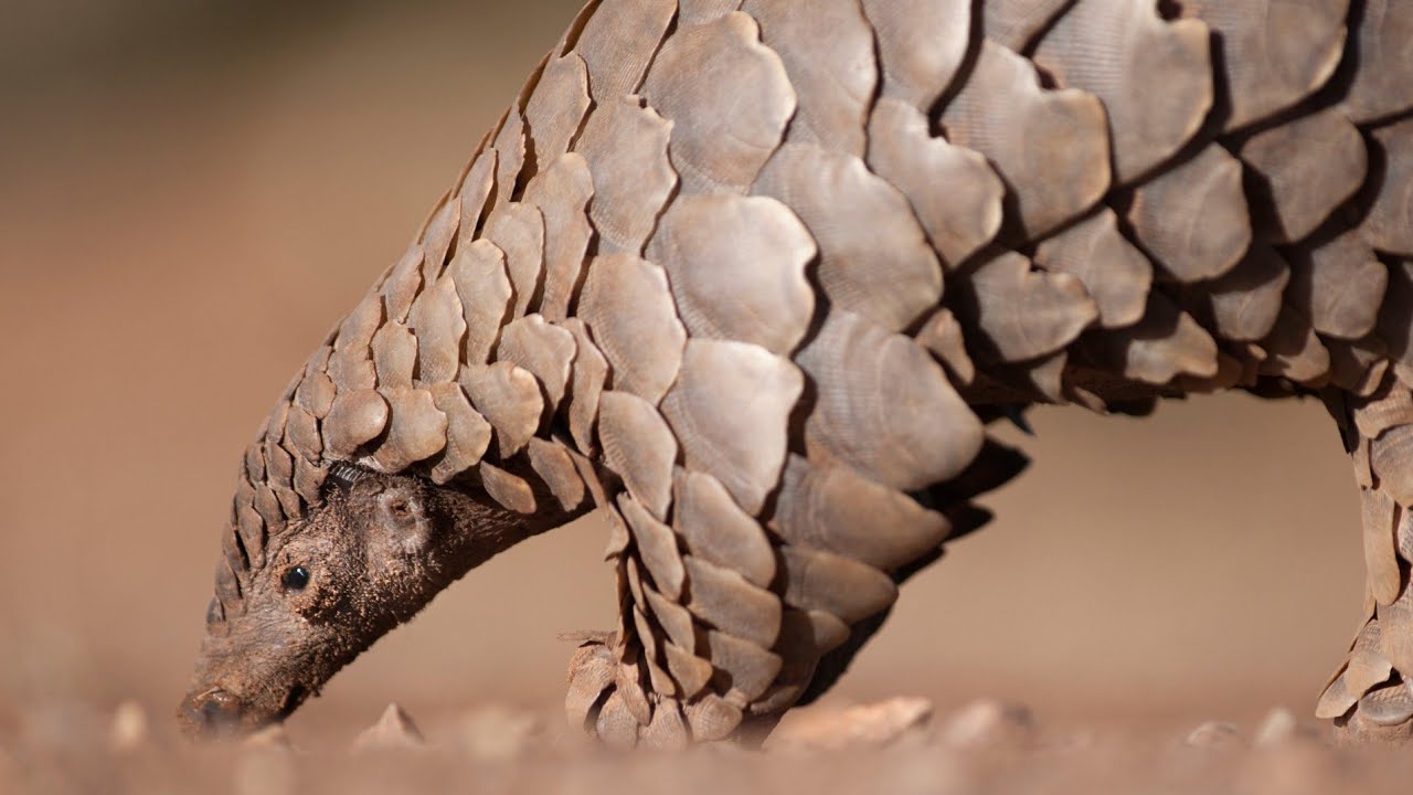 Pangolin, (scaled anteater) - YouTube
