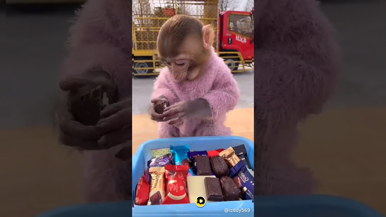 monkey eat chocolate🍫🍫 - YouTube