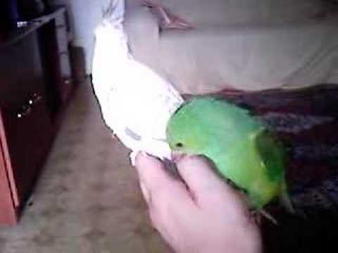 Calopsita e Periquito Verde (Brotogeris tirica) - YouTube