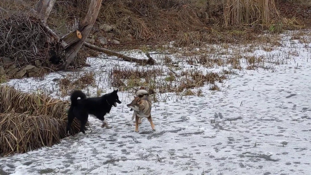 Primitive dog play session in the pond. Shikoku and Karelian Bear Dog ...
