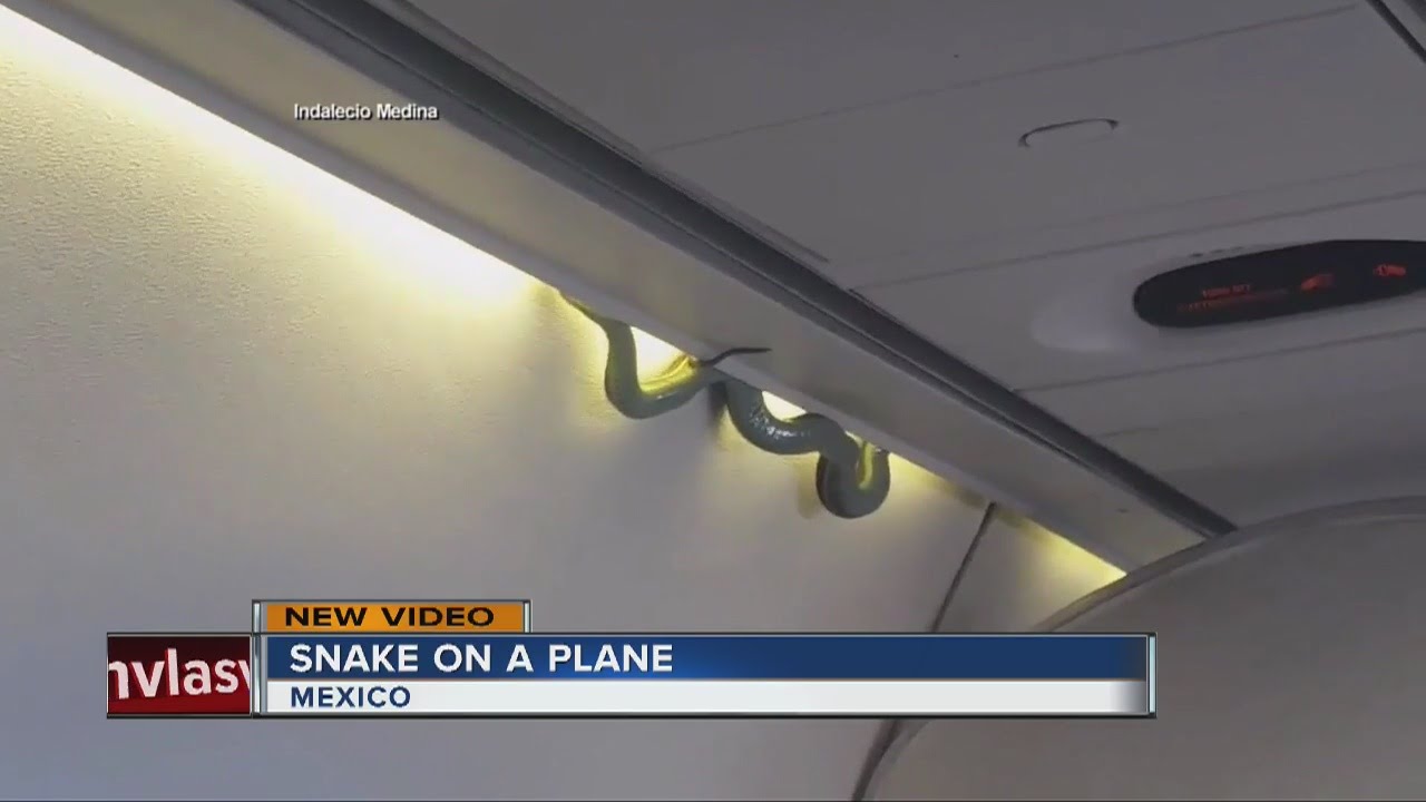 Passengers find snake on plane headed to Mexico City - YouTube