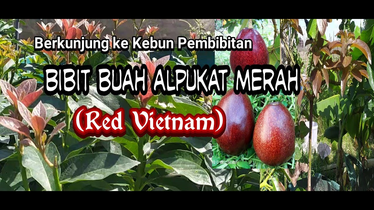 berkunjung ke kebun bibit buah alpukat merah(red vietnam) - YouTube
