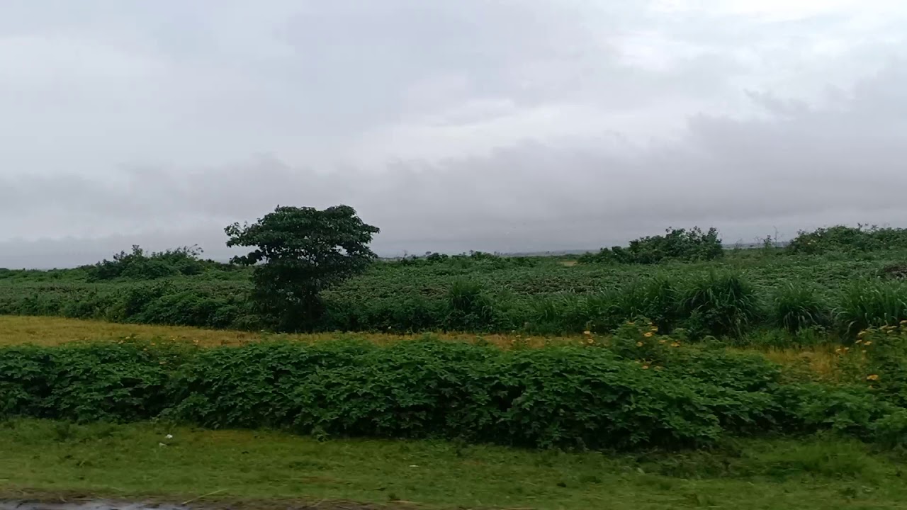 Mwea Rice Plantation - YouTube