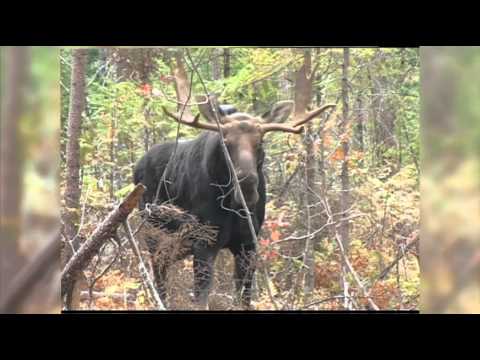 7 MOOSE KILLS! - YouTube