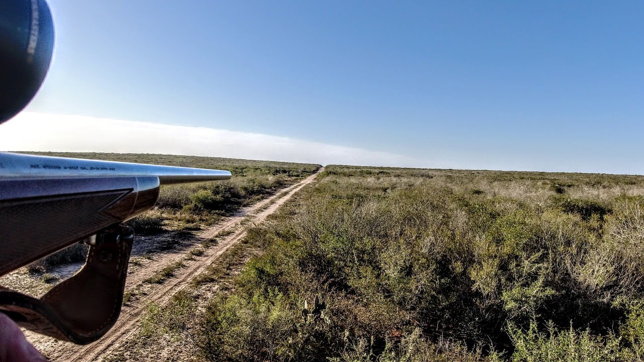 Exotic animals on a TEXAS RANCH!!! - YouTube