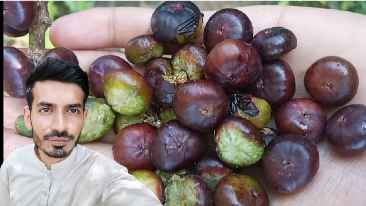 Gaon Mien Peepal ka tree🌳//Natural Kashmiri Peepal Fruit - YouTube