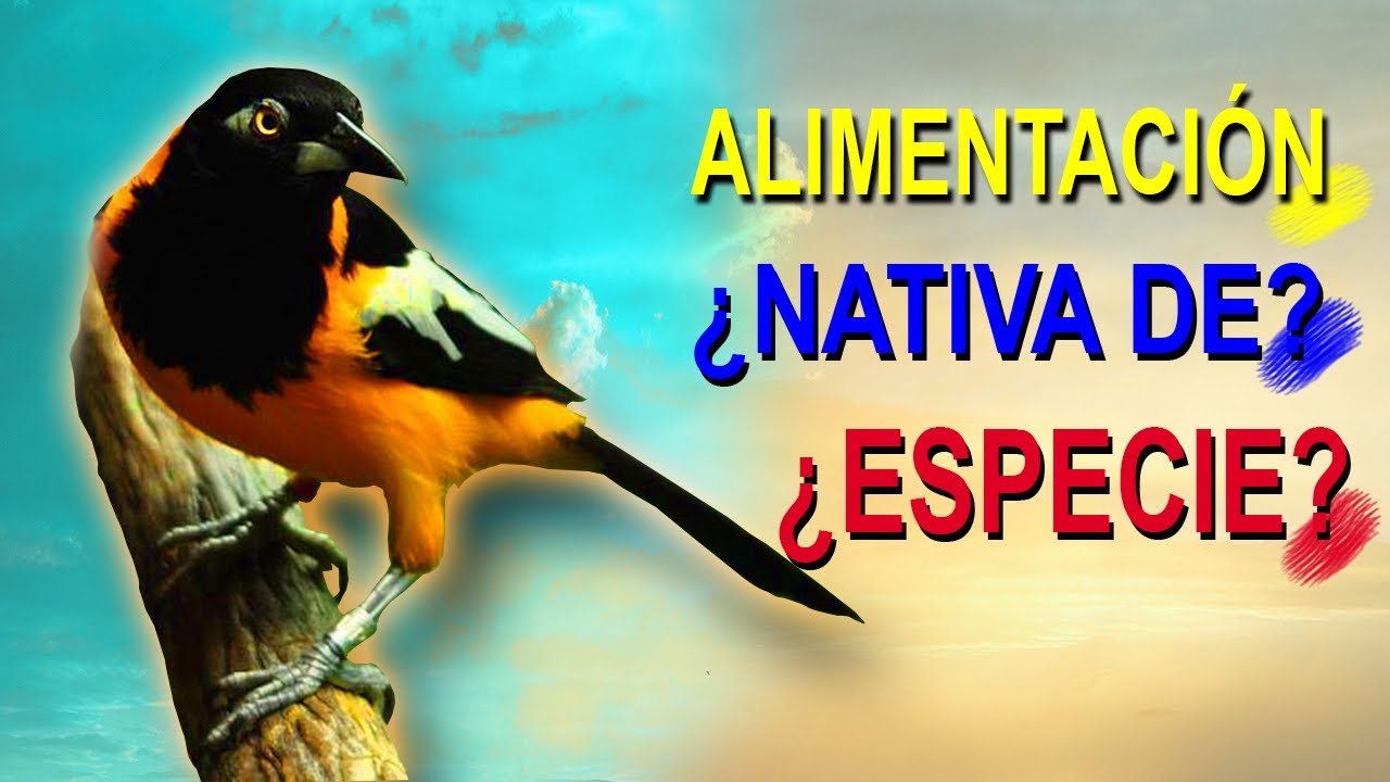 EL TURPIAL - Reseña Importante De Aves (Eps #7) - YouTube