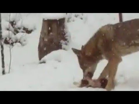 Vuk u Dvorištu Kuće Pojeo PSA 😭 - YouTube