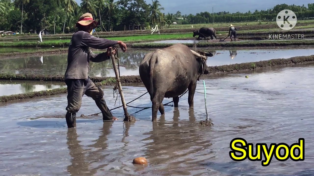 Probensyanong magsasaka part 2//Rice field preparation//#kalabaw # ...