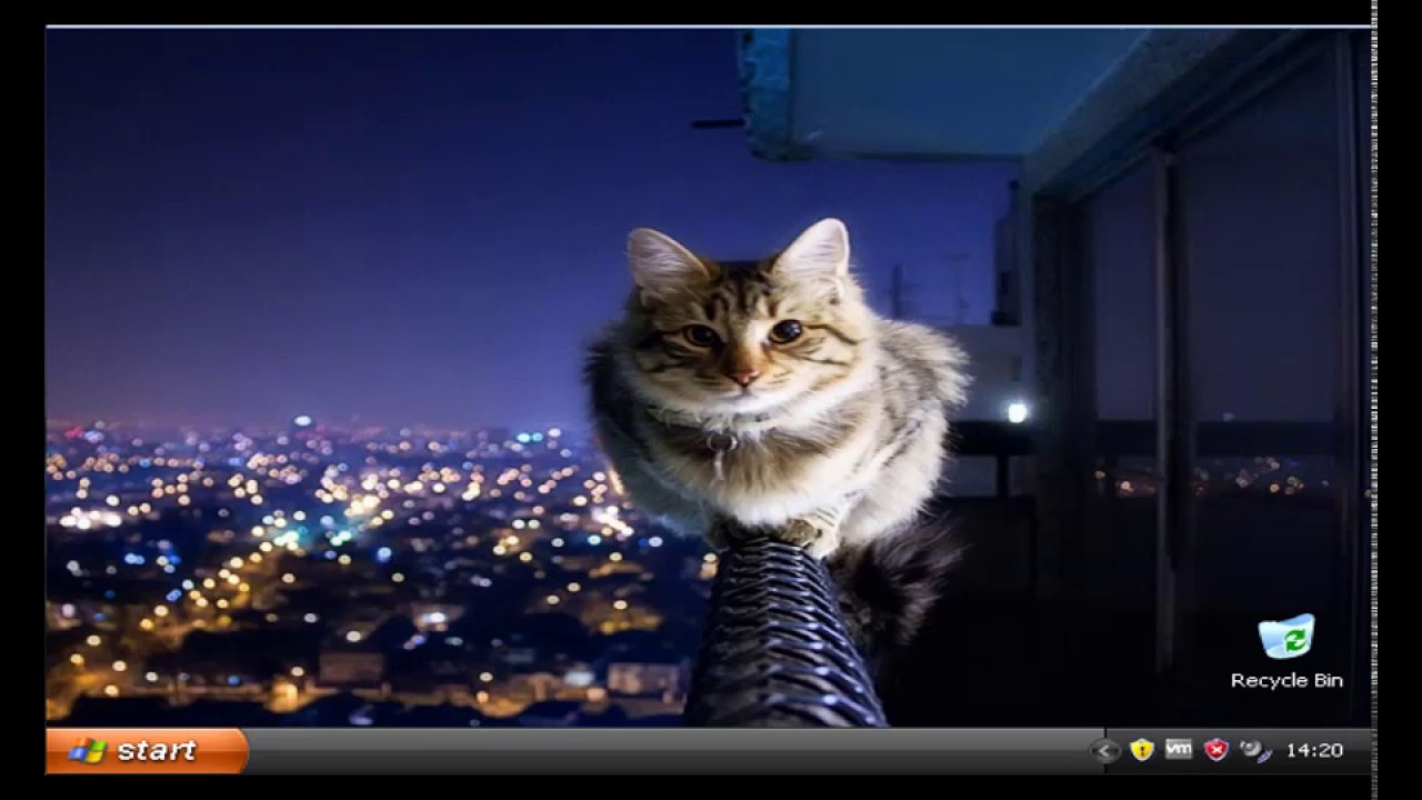 Windows XP Balcony Cat Edition Crazy Error - YouTube