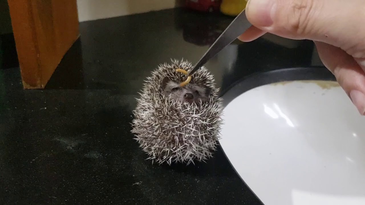 Hedgehog Trick or Treat - YouTube