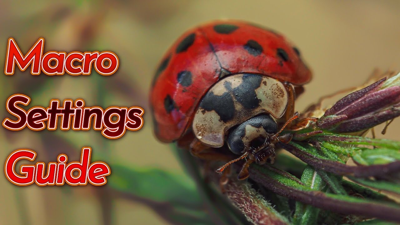 Macro Photography Settings Guide - YouTube