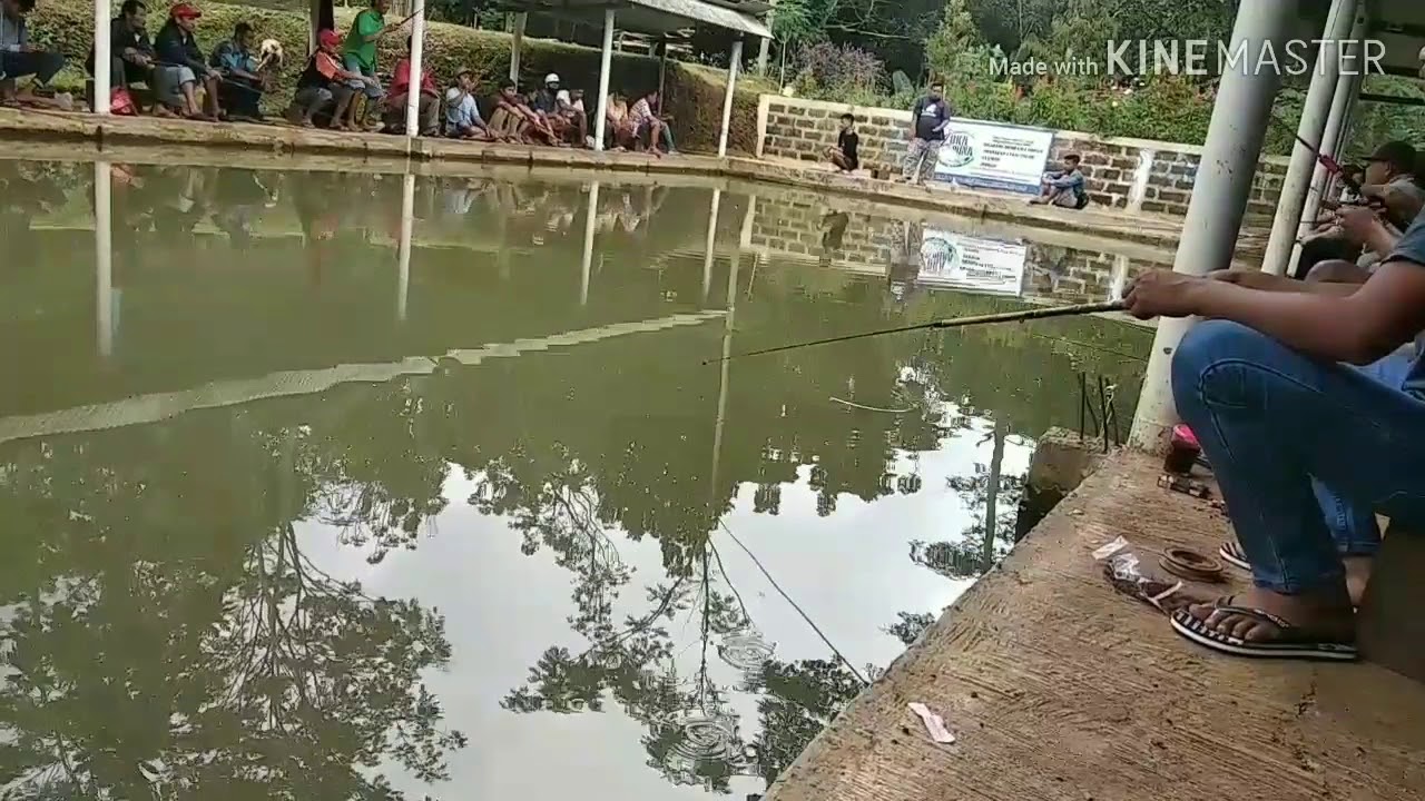 MANCING IKAN BAWAL DI KOLAM HARIAN HASIL JOSS - YouTube