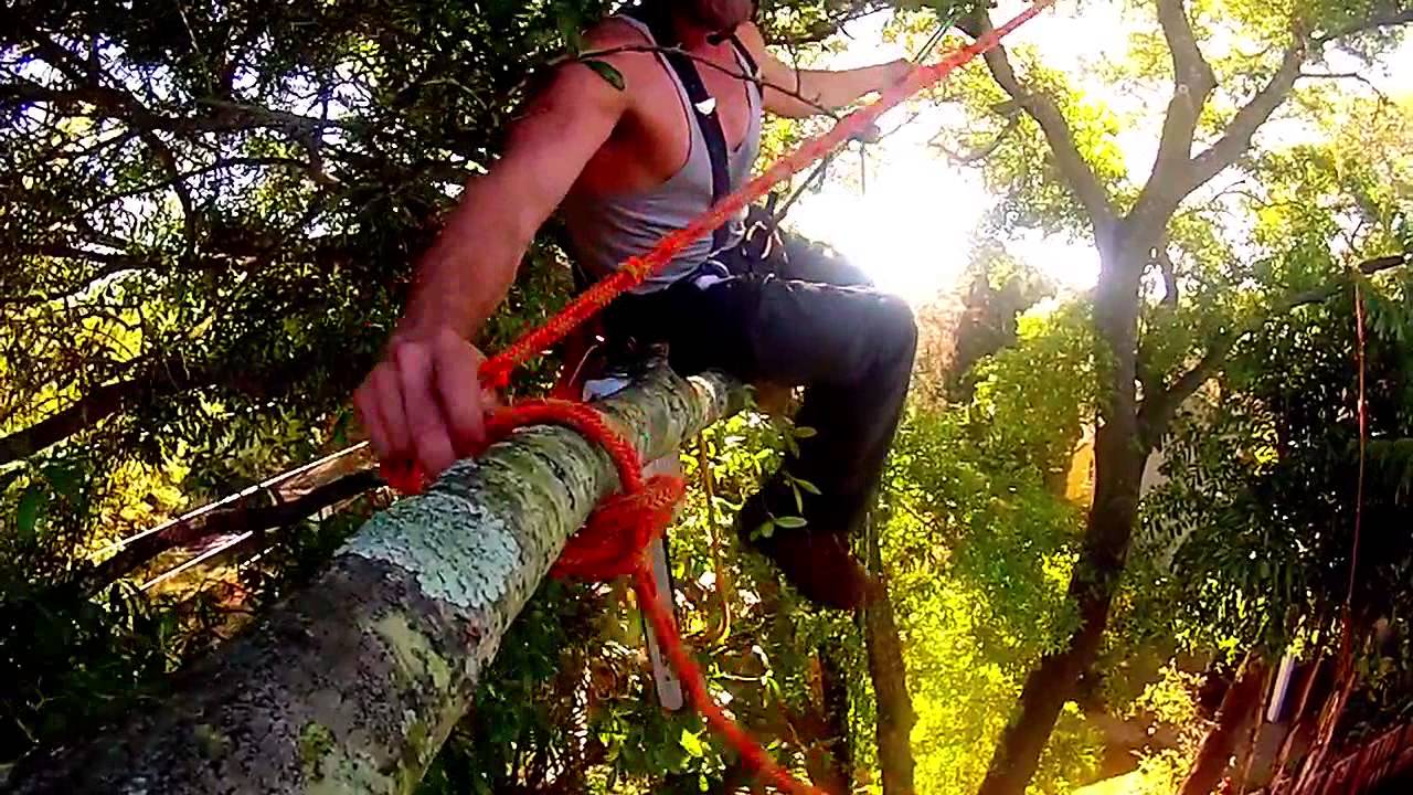 Just another day at work for an arborist climber - YouTube