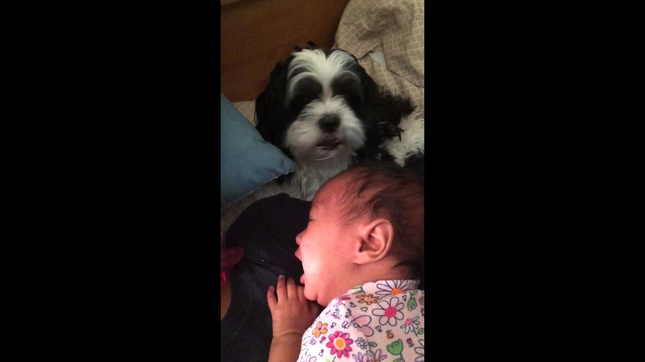 Dog cries out loud with the baby MUST WATCH - YouTube